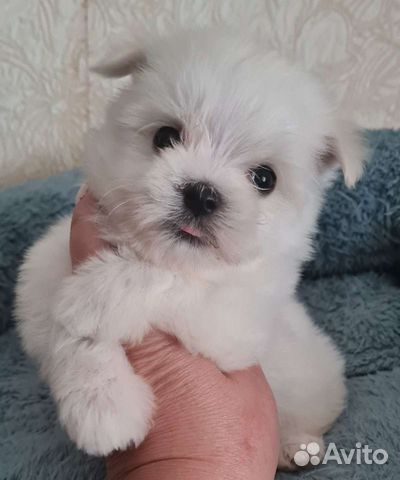 Болонки мини мальчики