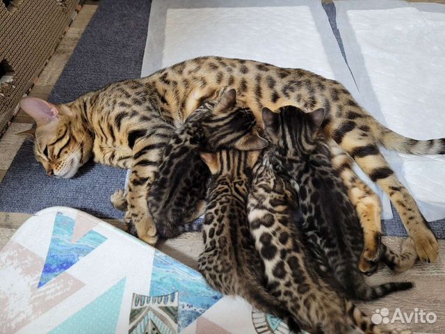 Бенгальская кошка