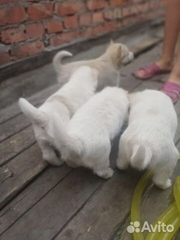 Щенки западно сибирской лайки