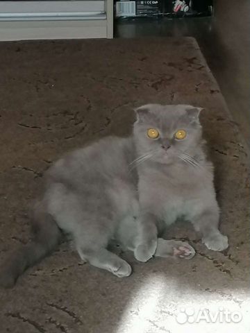 Шотландская