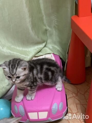 Британская мрамор на серебре, мрамор на золоте