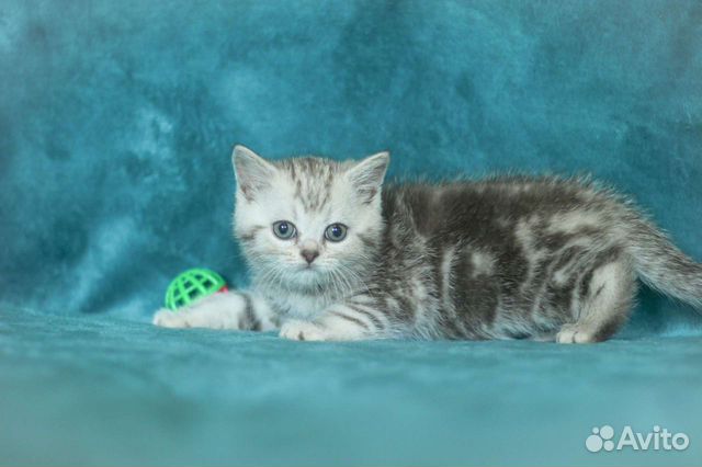 Мраморная малышка