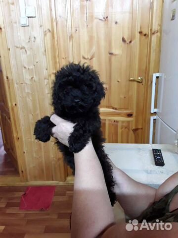 Той-пудель продам