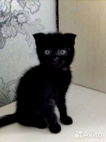 Черный котенок