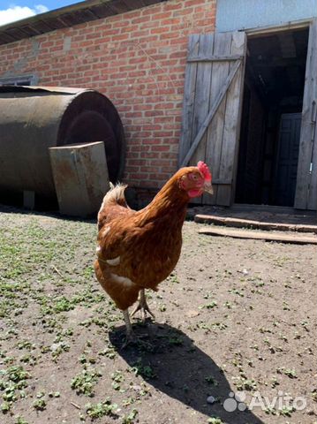 Курица несушка молодняк