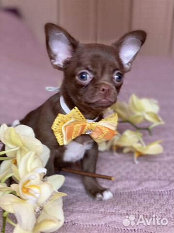 Чихуахуа, мальчик