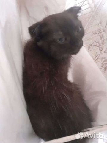 Вислоухие котята