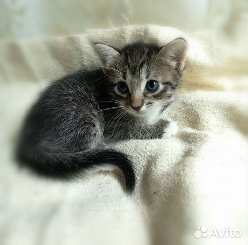 Котенок 6 недель