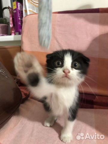 Вислоухий котенок