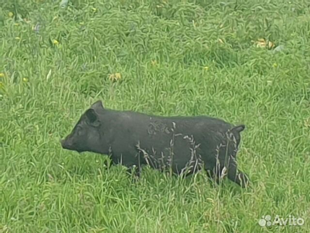 Поросёнок вьетнамский хрячок