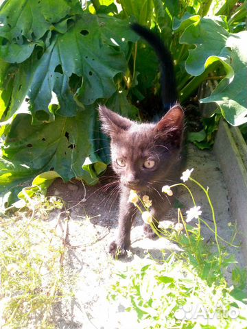 Котики в добрые руки