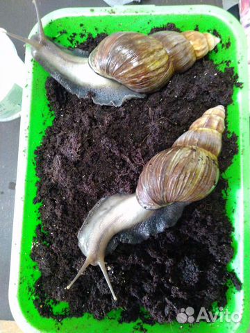 Улитки ахатины