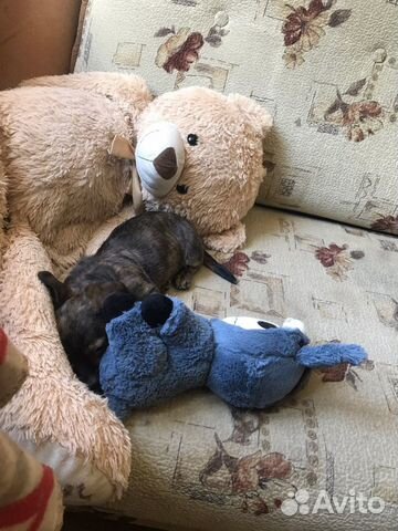 Щенки чихуахуа