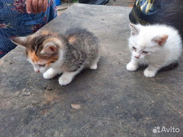 Котята в добрые руки