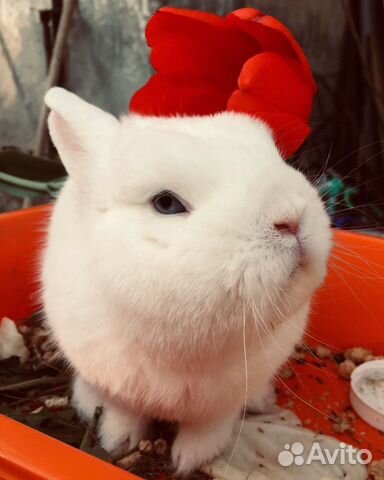 Вязка кролика