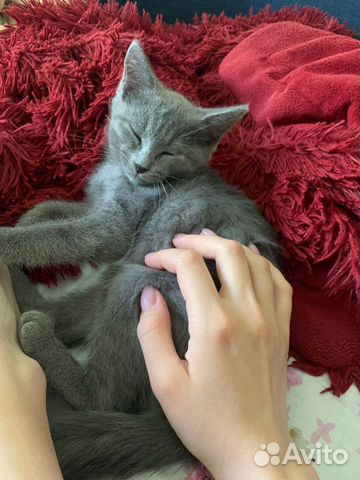 Котенок русская голубая
