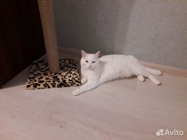 Турецкая ангора