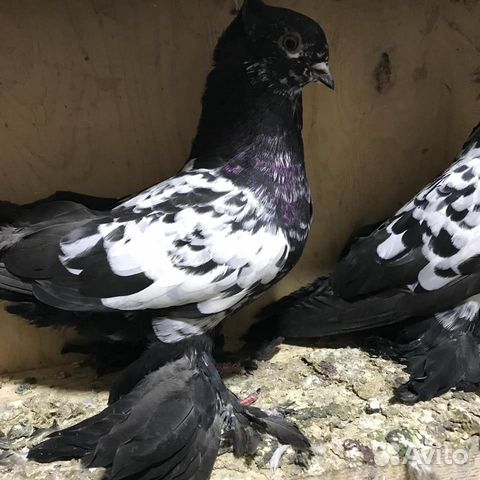 Голуби таджикские,турецкие
