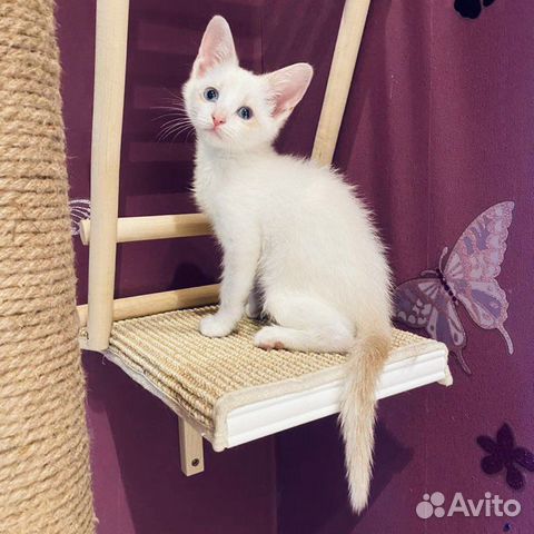 Котенок Лукас в заботливые руки