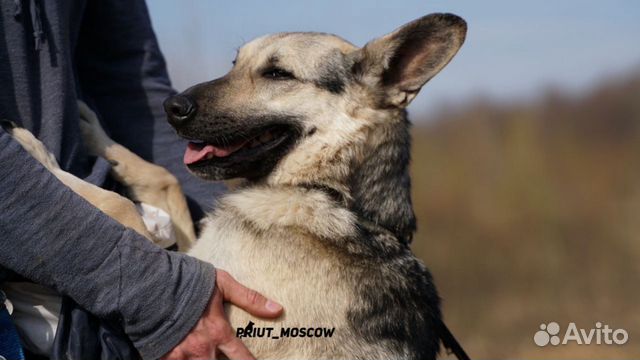Овчарка ищет дом