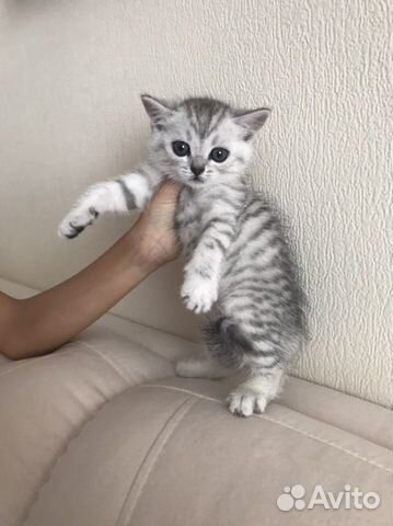 Шотландские котята