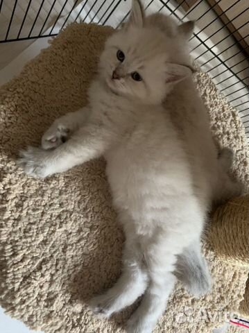 Котята Сибирские Невские Маскарадные
