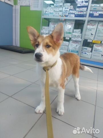 Озорной малыш Боинг