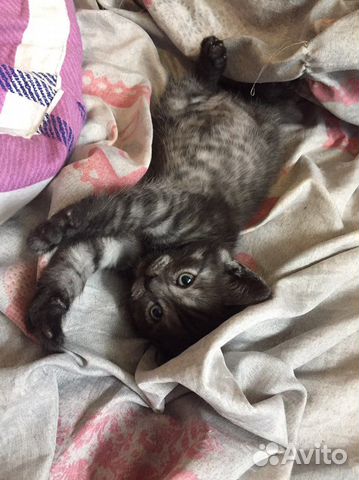 Прямоухий шотландский котенок