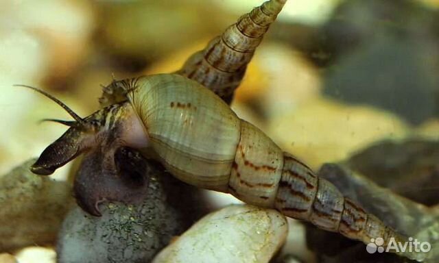 Улитка меланья