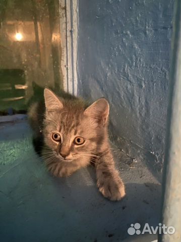 Кошка