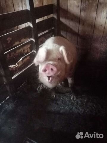 Хряк породы ландрас