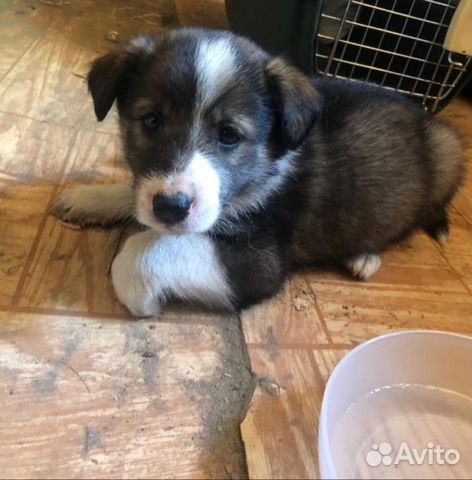 Щенки - крохи в добрые руки