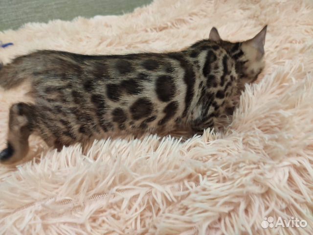 Чистокровная Бенгальская девочка (открыт резерв)