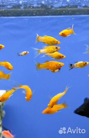 Аквариумные рыбки