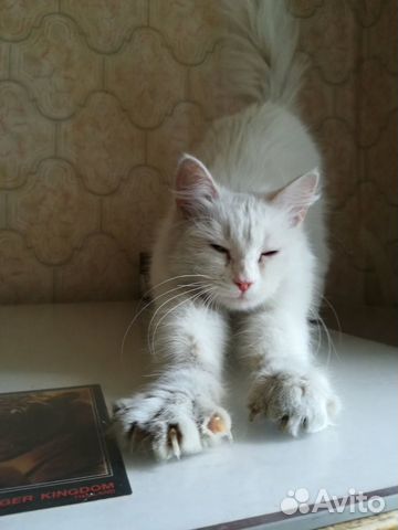 Белая, пушистая, молодая кошка ищет хозяйку
