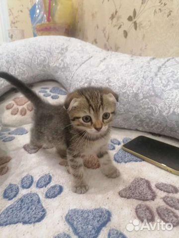 Шотландский вислоухий котик