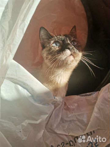 Кошечка подросток