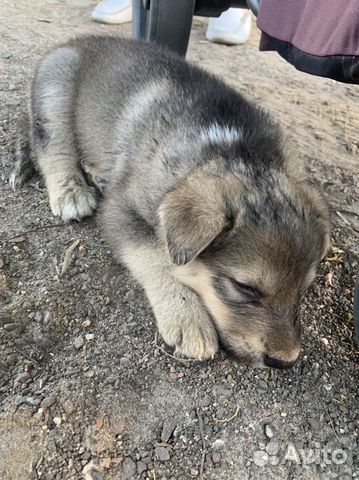 Щенок брошенка