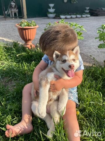 Щенки хаски