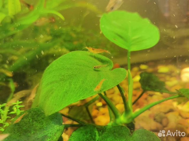 Криветки вишня