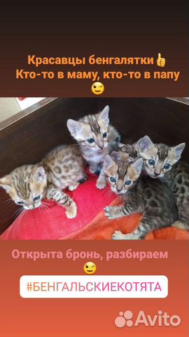 Бенгальская