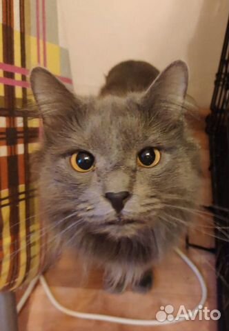 Котика променяли на нового питомца. Ищем дом коту