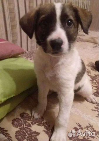 Собака в добрые руки щенок