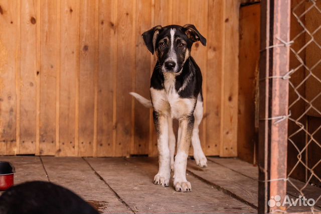 Пряник ищет маму