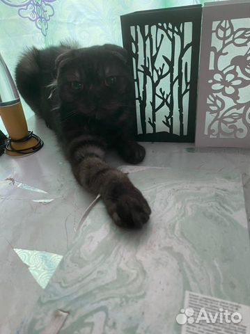 Отдам в добрые руки вислоухою британку