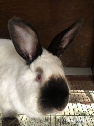 Калифорнийская самка