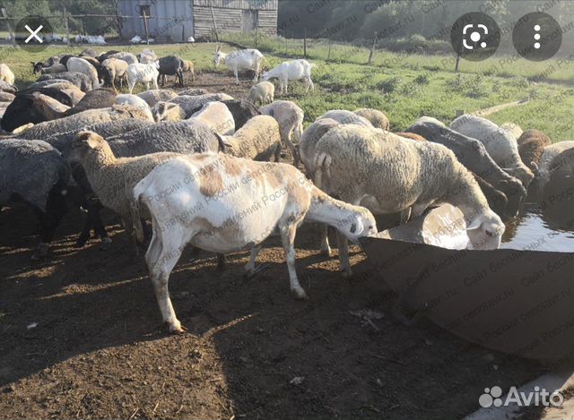 Продам отару овец