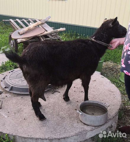 Коза дойная