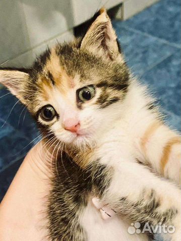 Кошечка