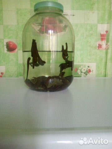 Продам пиявки